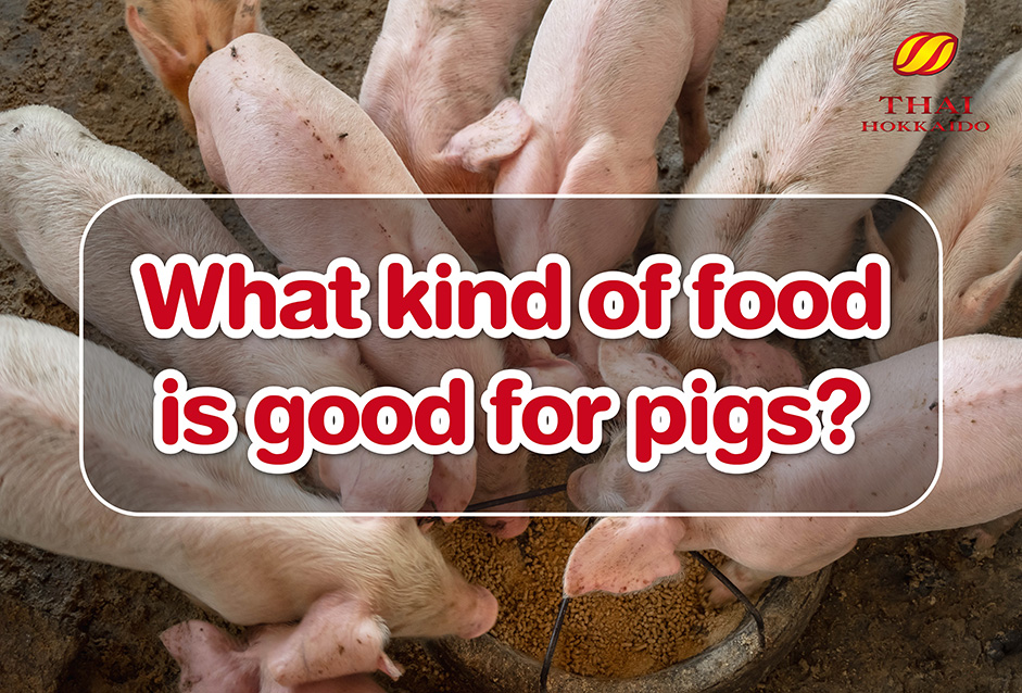 What kind of food is good for pigs? – Thai Hokkaido