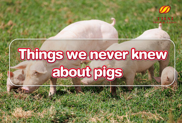 Things we never knew about pigs – Thai Hokkaido
